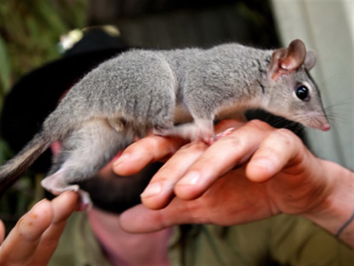 Animals of the Macedon Ranges - Macedon Ranges Shire Council