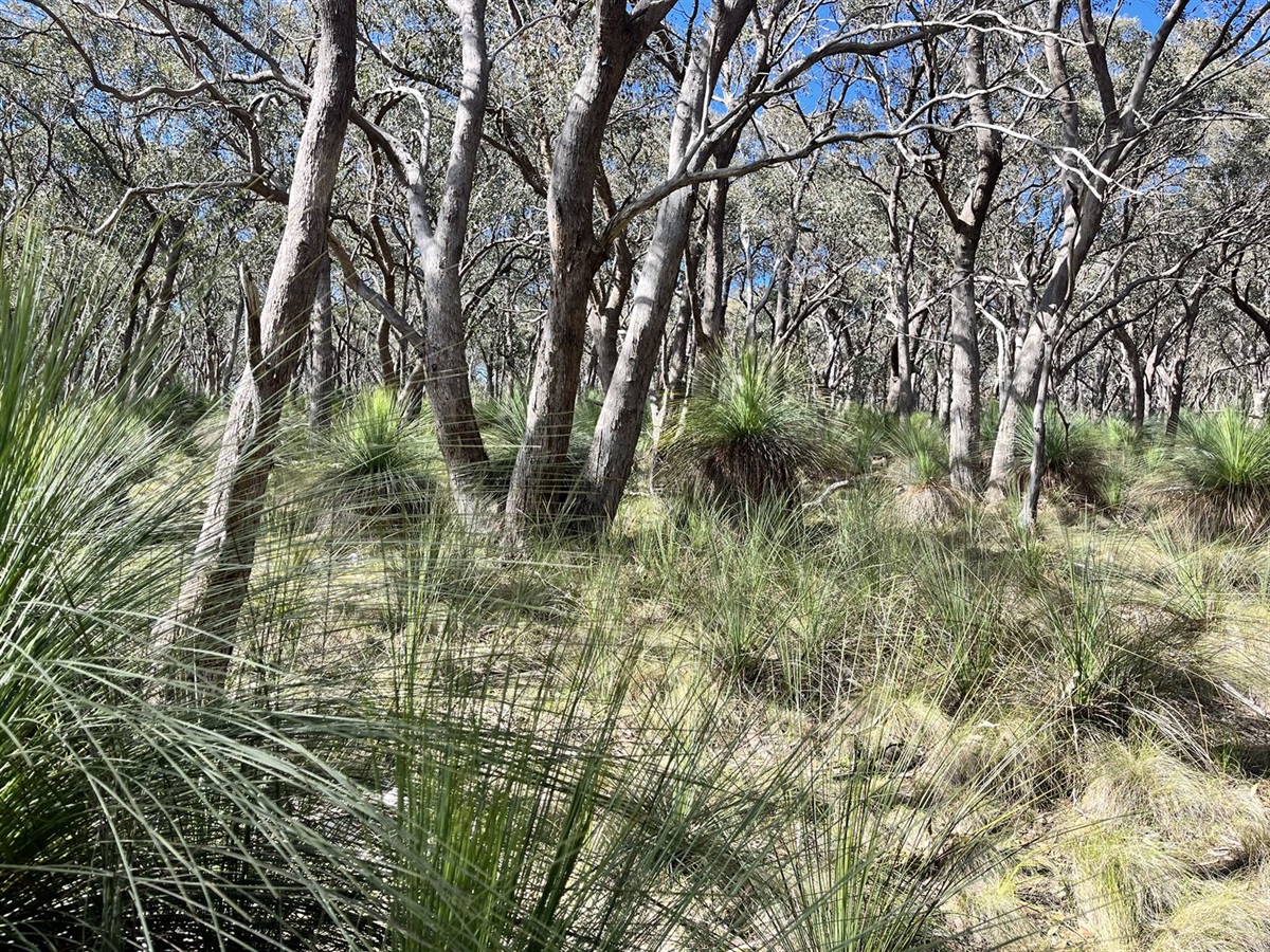 Native Vegetation - Macedon Ranges Shire Council