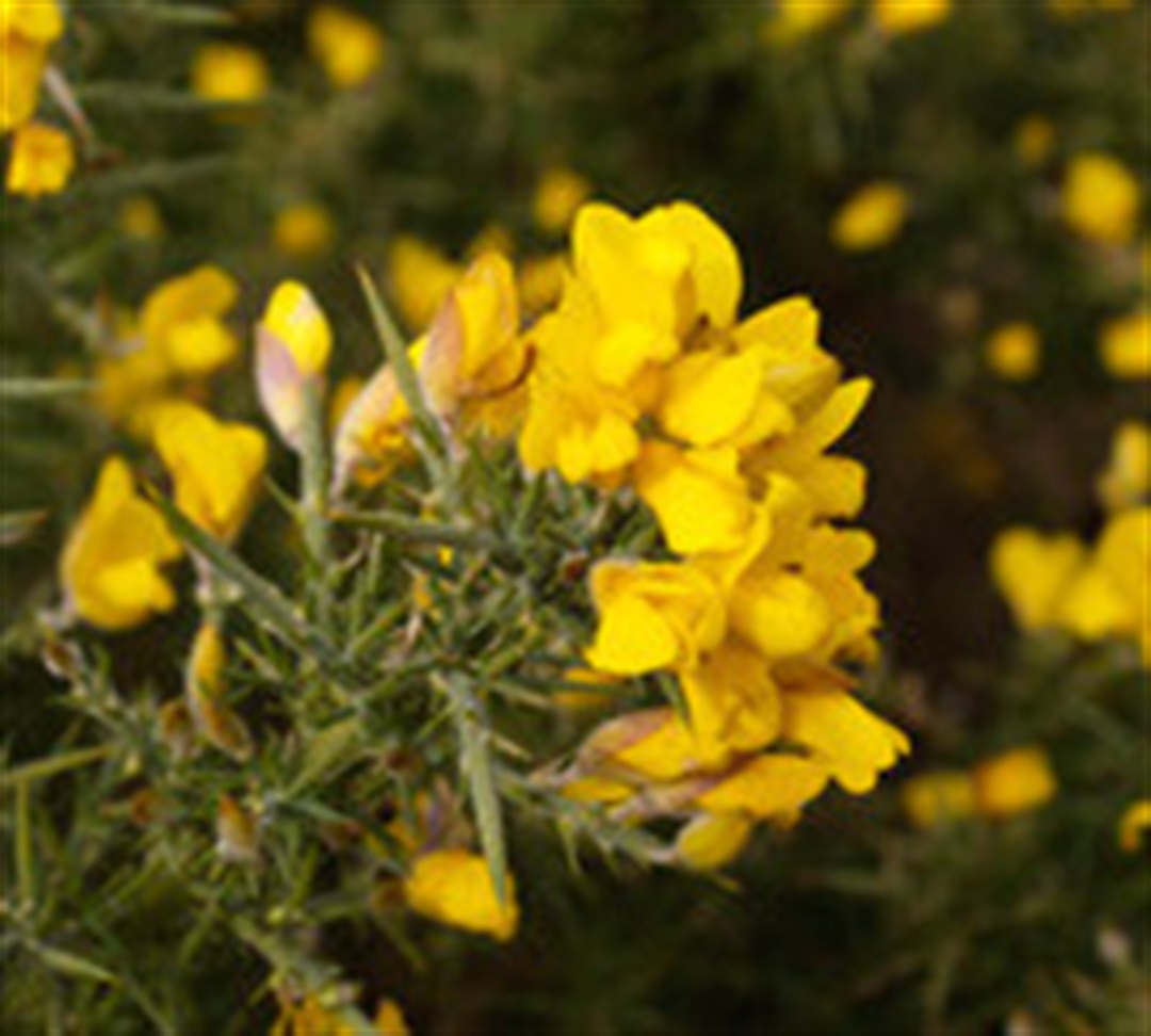Weeds and native plants - Macedon Ranges Shire Council