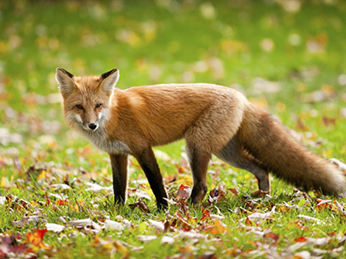 Pest Animals - Macedon Ranges Shire Council